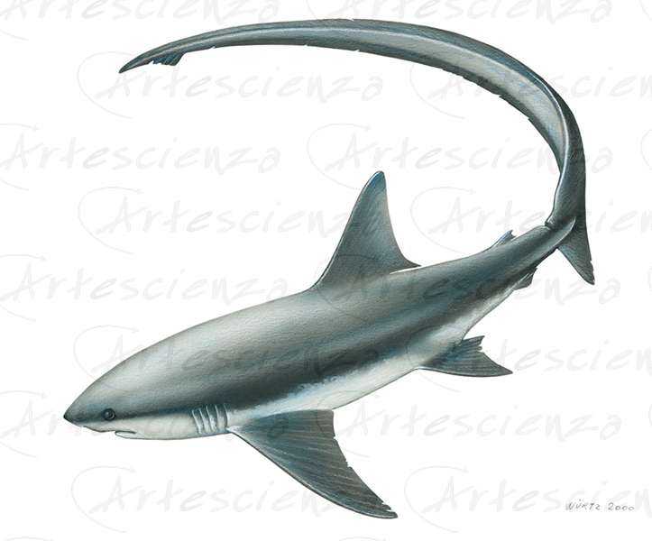 Squalo volpe – ArteScienza illustrazioni e riproduzioni mare pesci ... Squalo volpe – ArteScienza illustrazioni e riproduzioni mare pesci ...